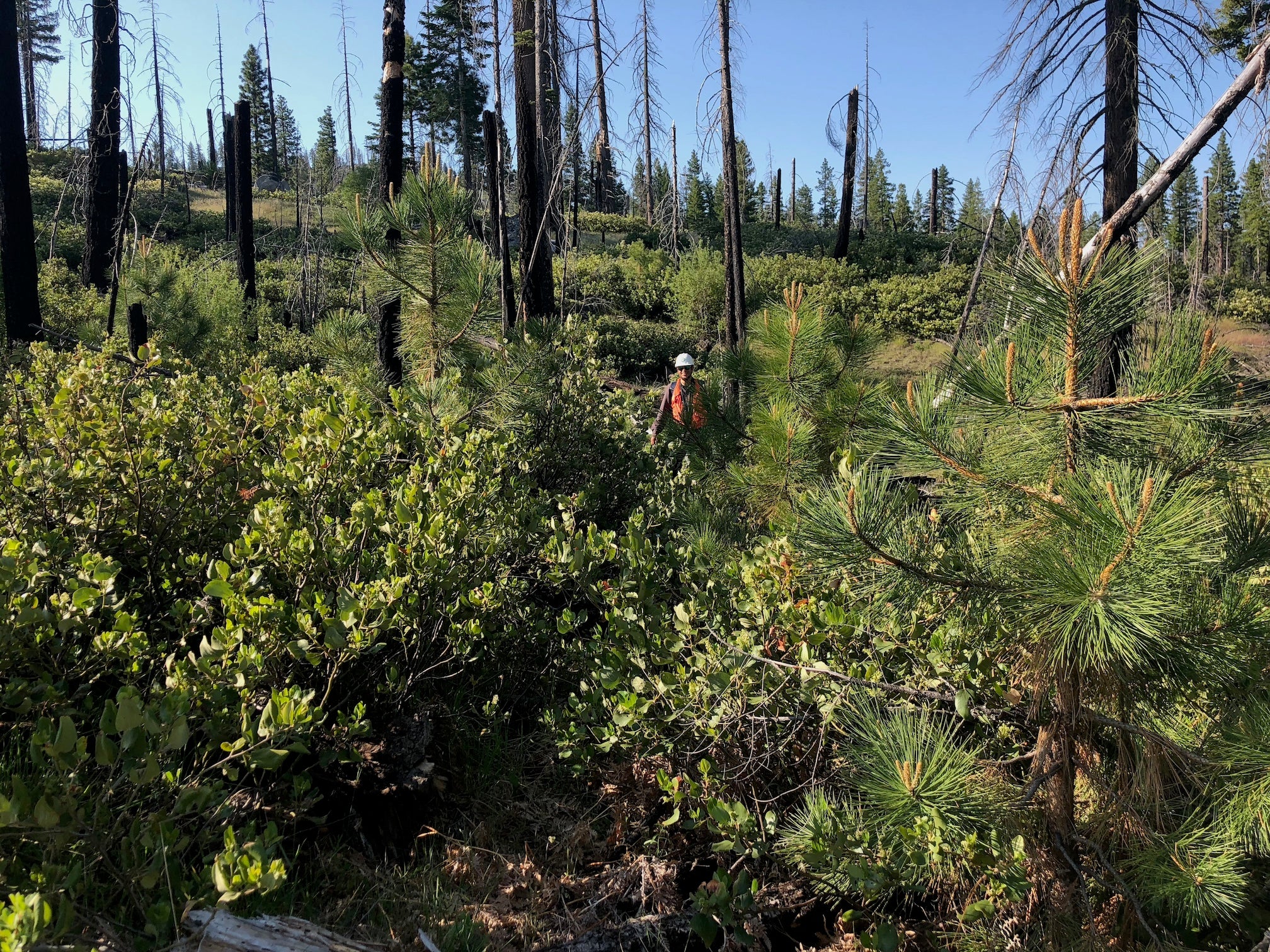 Shrubs Can Help or Hinder a Forest’s Recovery After Wildfire | UC Davis